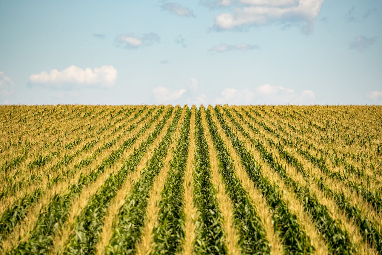 Producer board - CHS Southwest Grain